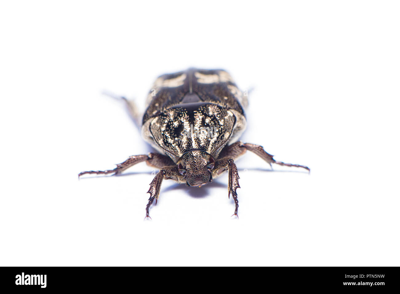 Mango flower beetle (Protaetia acuminata) isolated on white background ...