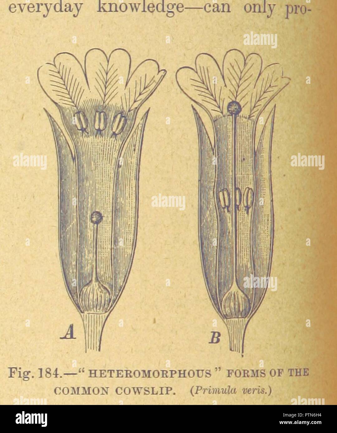 page 210 of '[Our Earth and its Story a popular treatise on physical ...