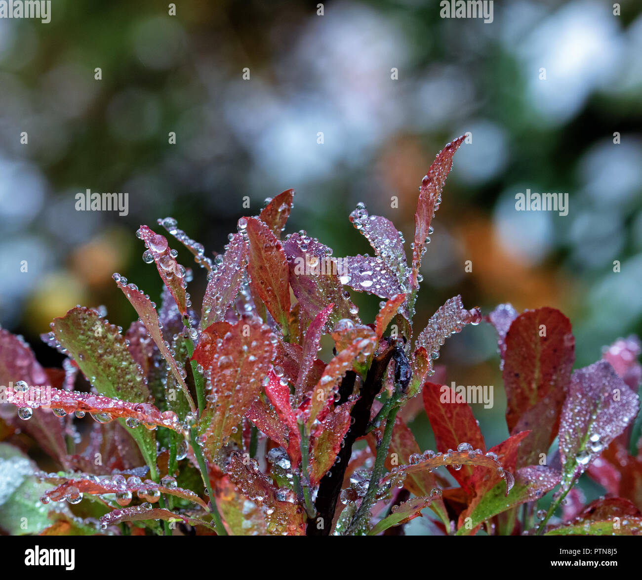 Huckleberry leaves with water droplets in the fall at Mt. Rainier ...