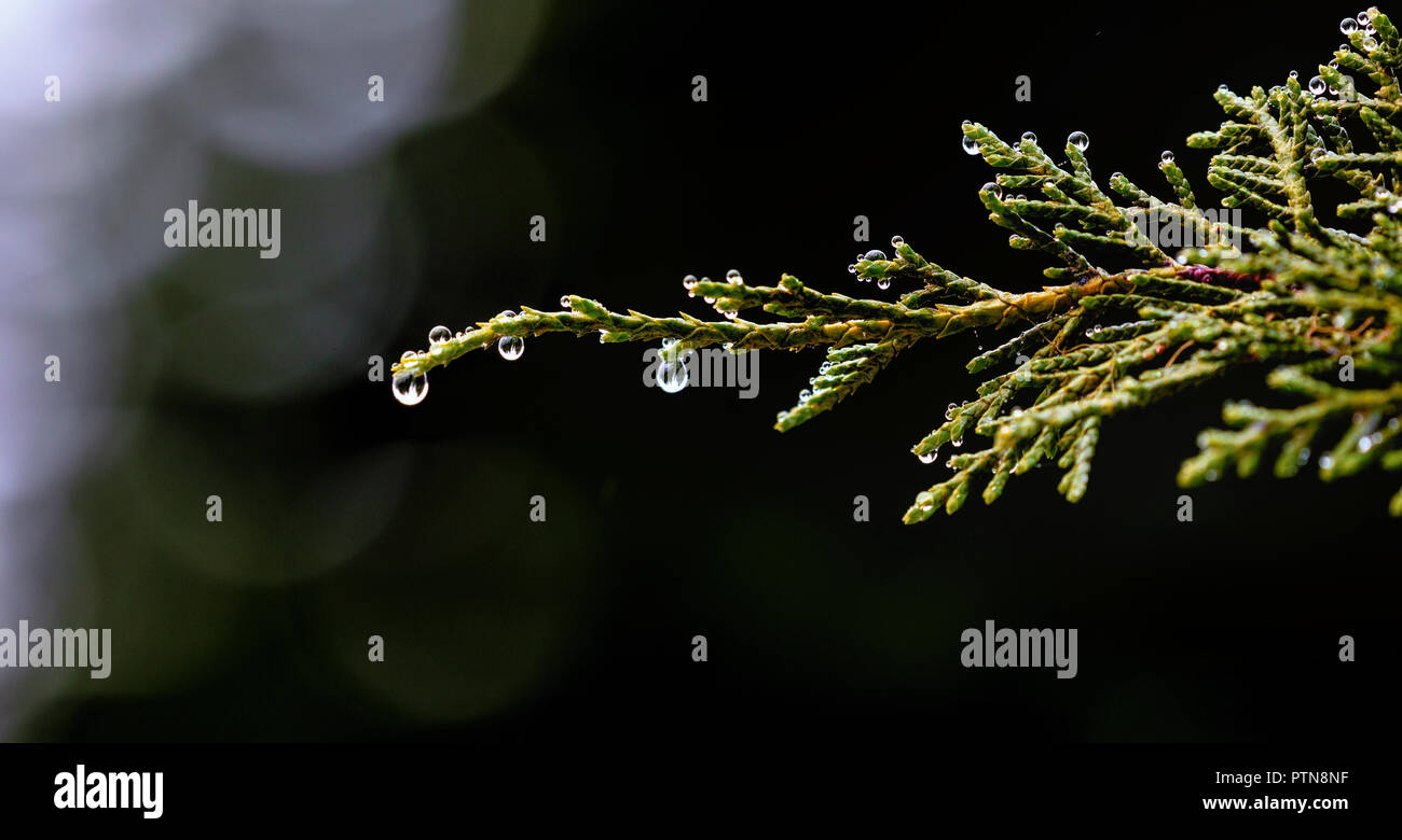 Evergreen tree limbs with rain droplets in the fall at Mt. Rainier ...