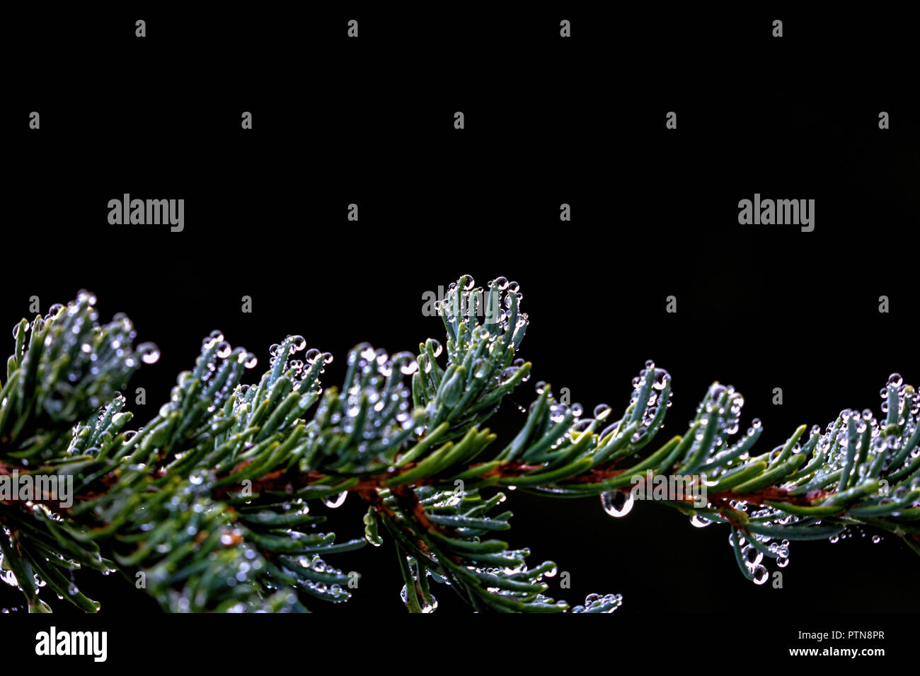 Evergreen tree limbs with rain droplets in the fall at Mt. Rainier ...