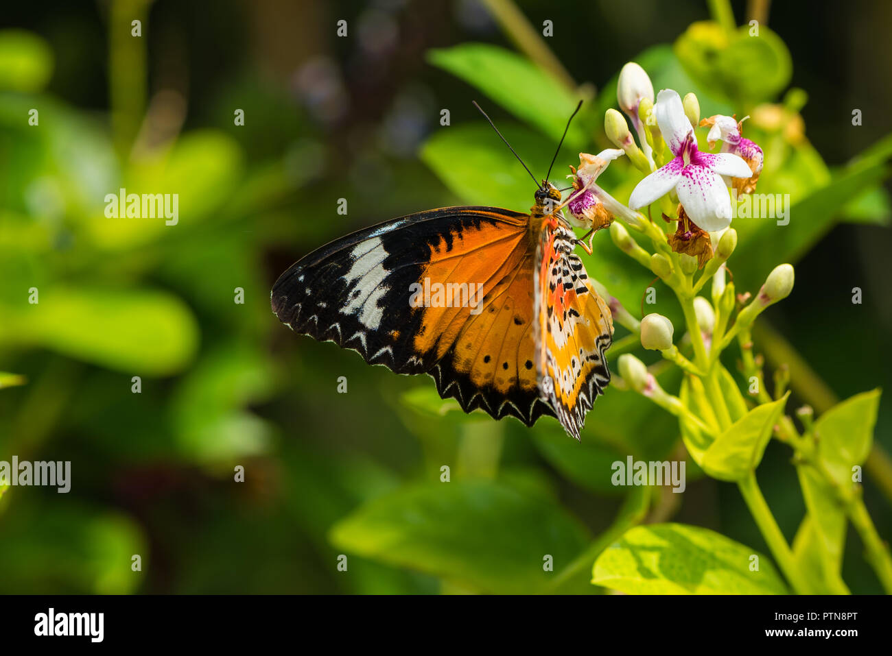The butterfly is sucking the liquid from the plant nectar using its ...