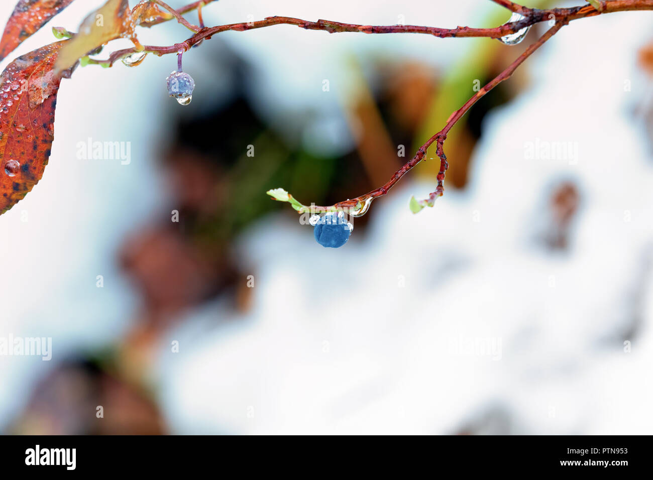 Mount rainier huckleberry hi-res stock photography and images - Alamy