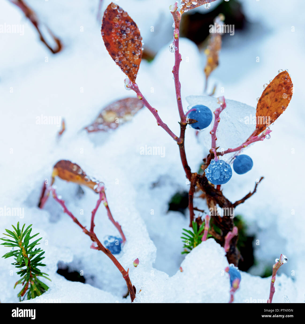 Frozen huckleberry hi-res stock photography and images - Alamy