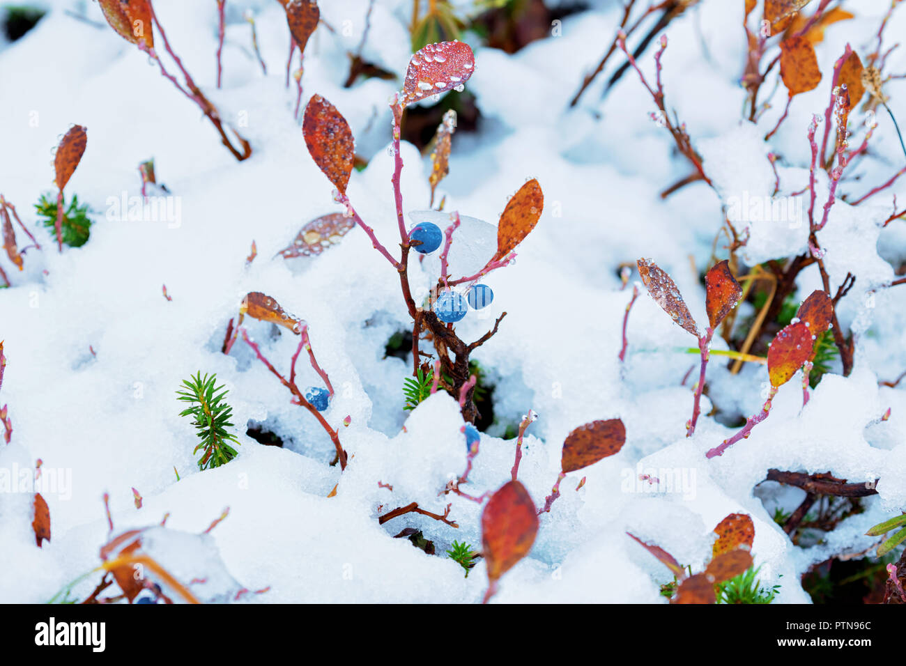 Wild red huckleberries hi-res stock photography and images - Alamy