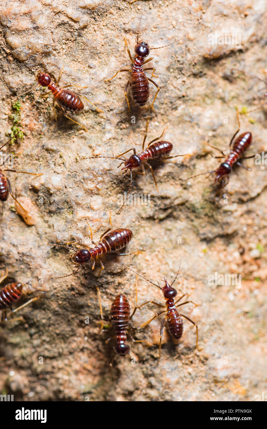 Dark brown termites are walking on the ground back to their nest Stock ...