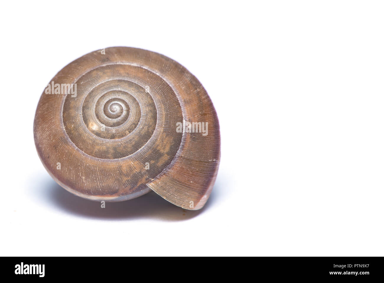 Flat coiled snail isolated on white background Stock Photo - Alamy