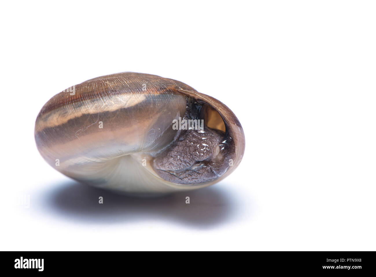 Flat coiled snail isolated on white background Stock Photo - Alamy