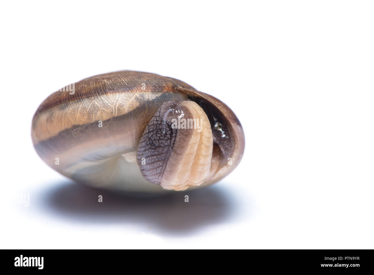 Flat coiled snail isolated on white background Stock Photo - Alamy
