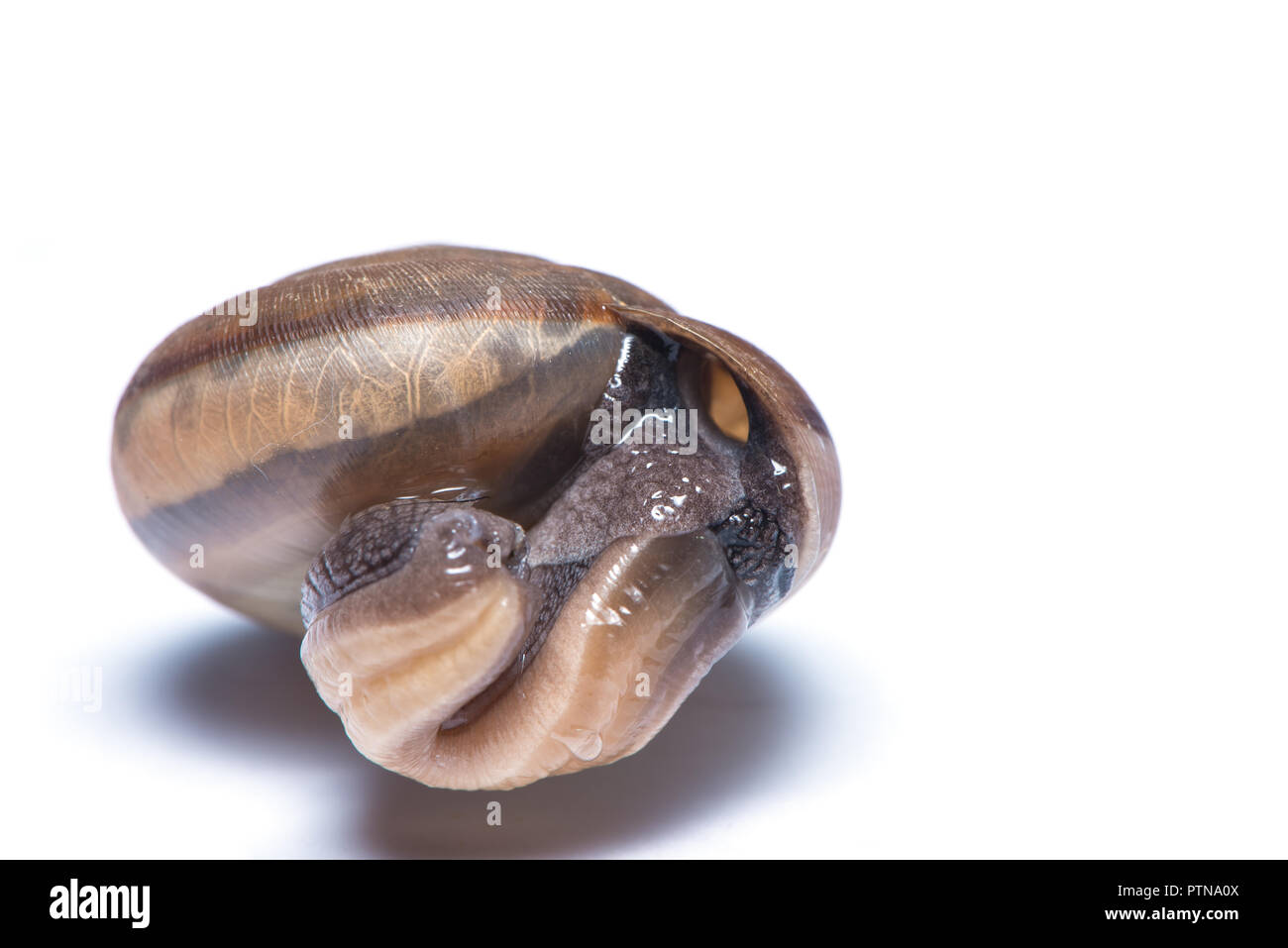 Flat coiled snail isolated on white background Stock Photo - Alamy