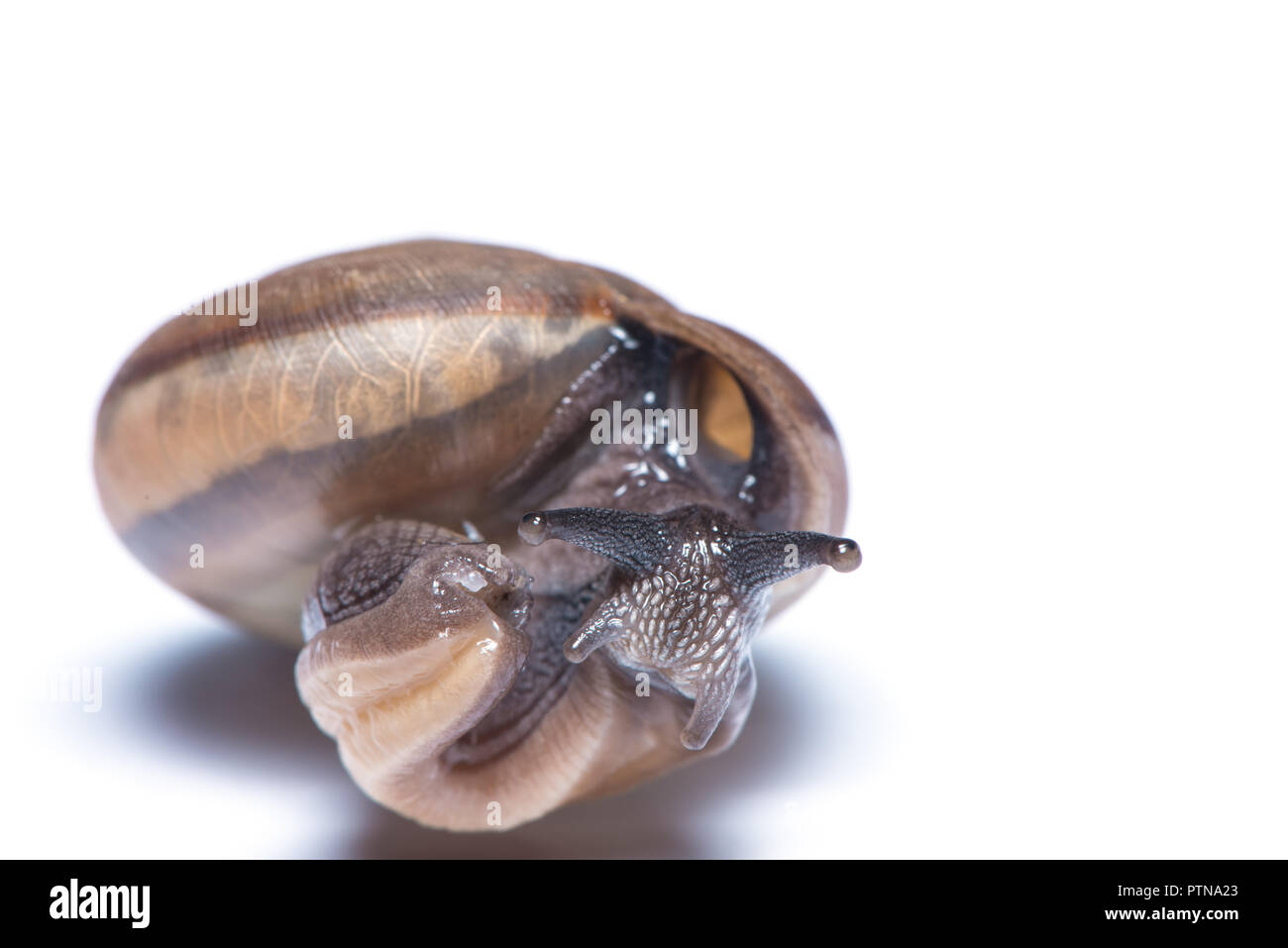 Flat coiled snail isolated on white background Stock Photo - Alamy