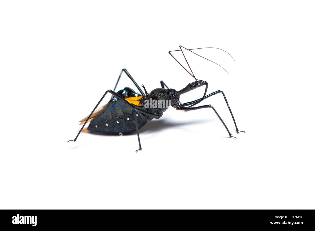 African genus Cut Out Stock Images & Pictures - Alamy