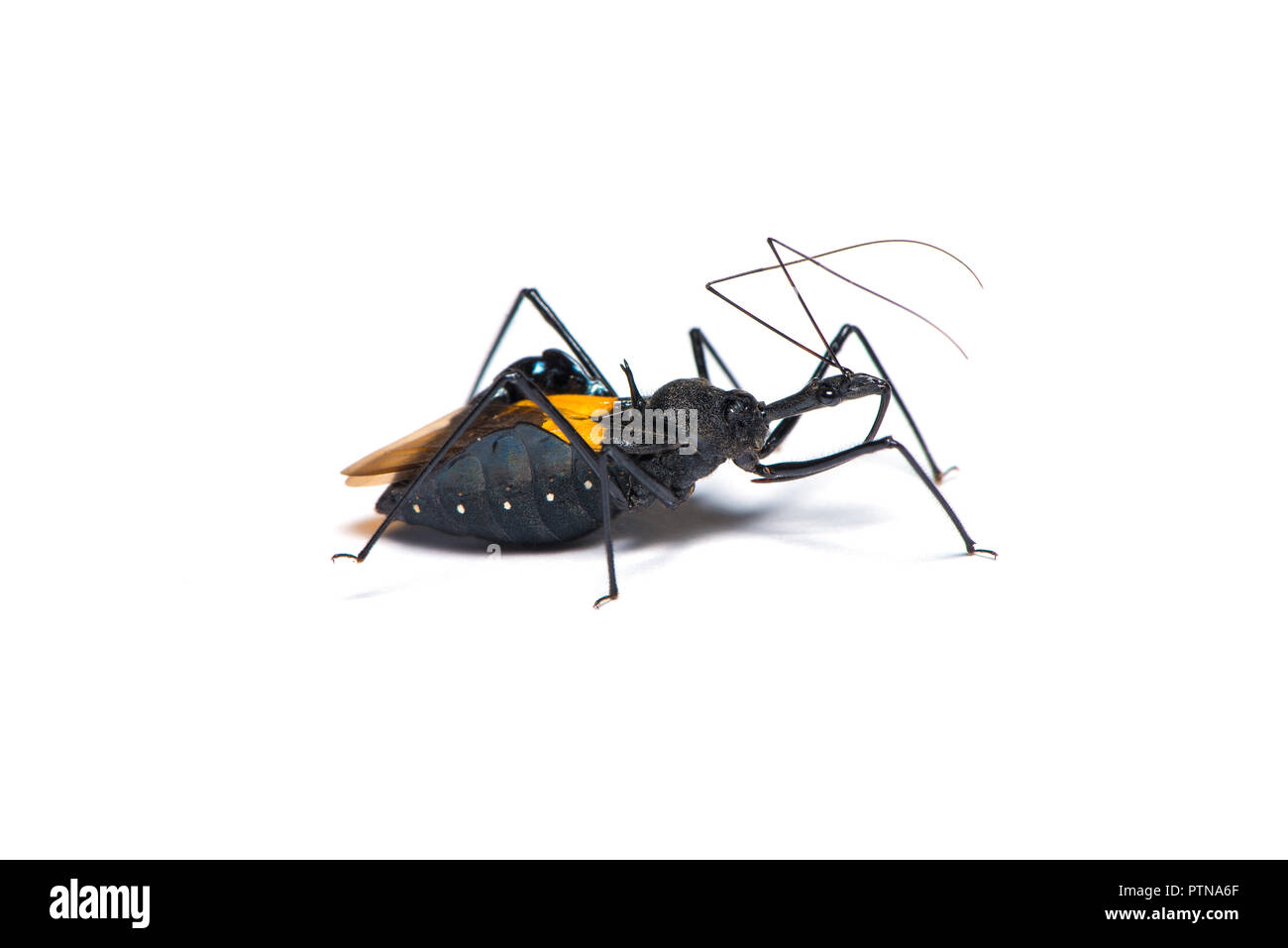 Sycanus is a genus of assassin bug with many species that are found in ...