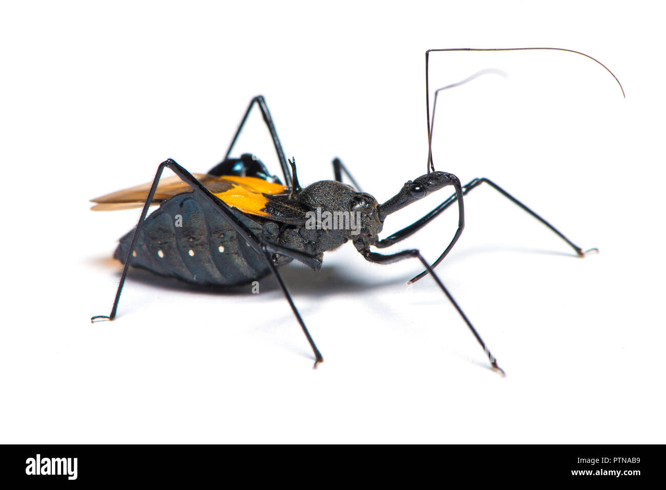 Asian animal species Cut Out Stock Images & Pictures - Alamy