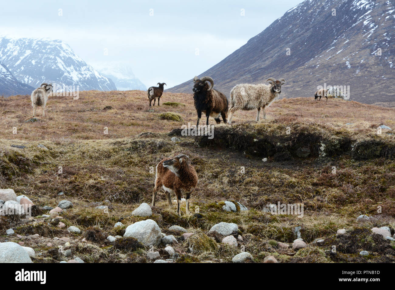 Goats Britain Stock Photos & Goats Britain Stock Images - Alamy