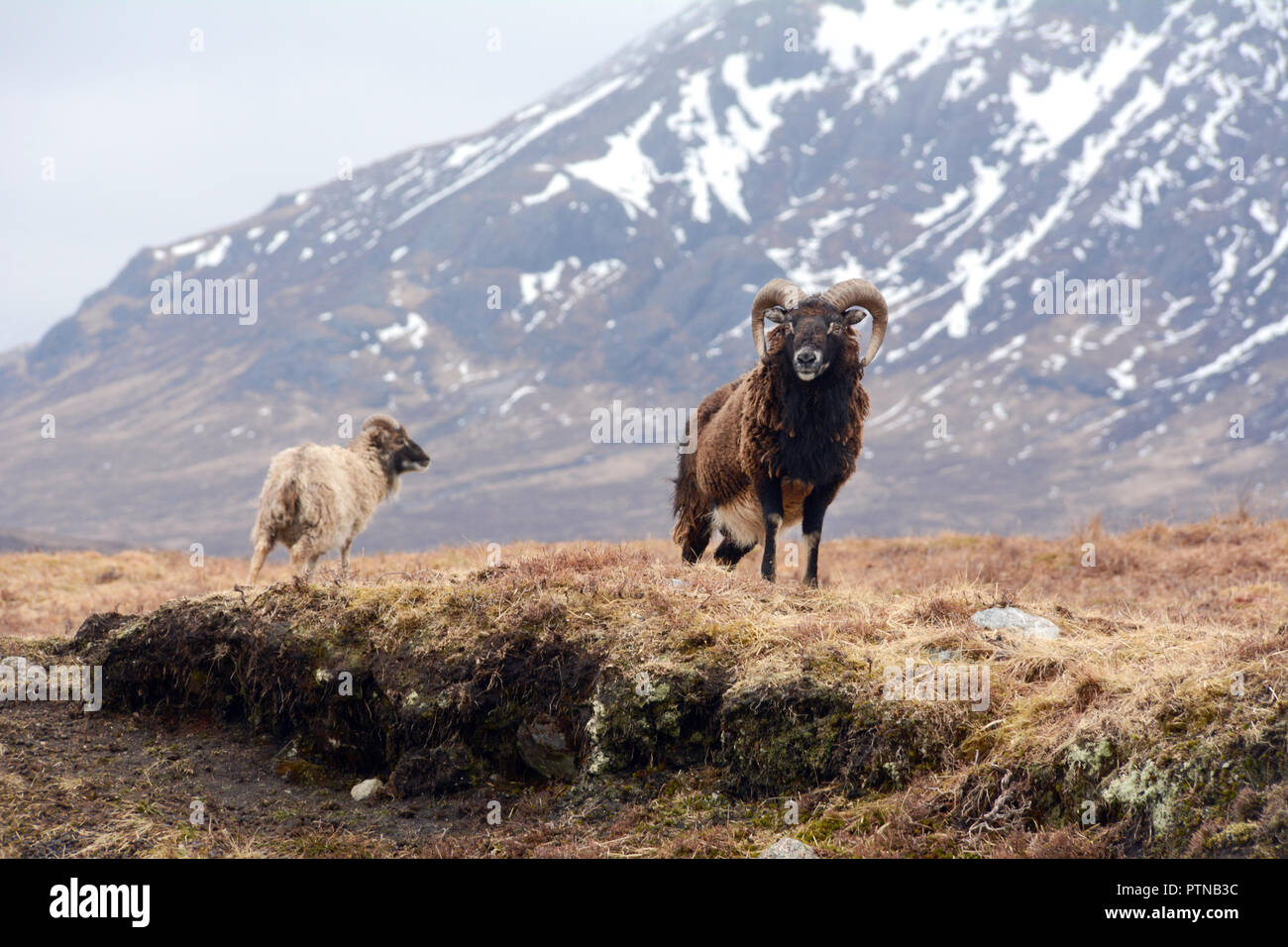 Mammals wild goats hi-res stock photography and images - Alamy