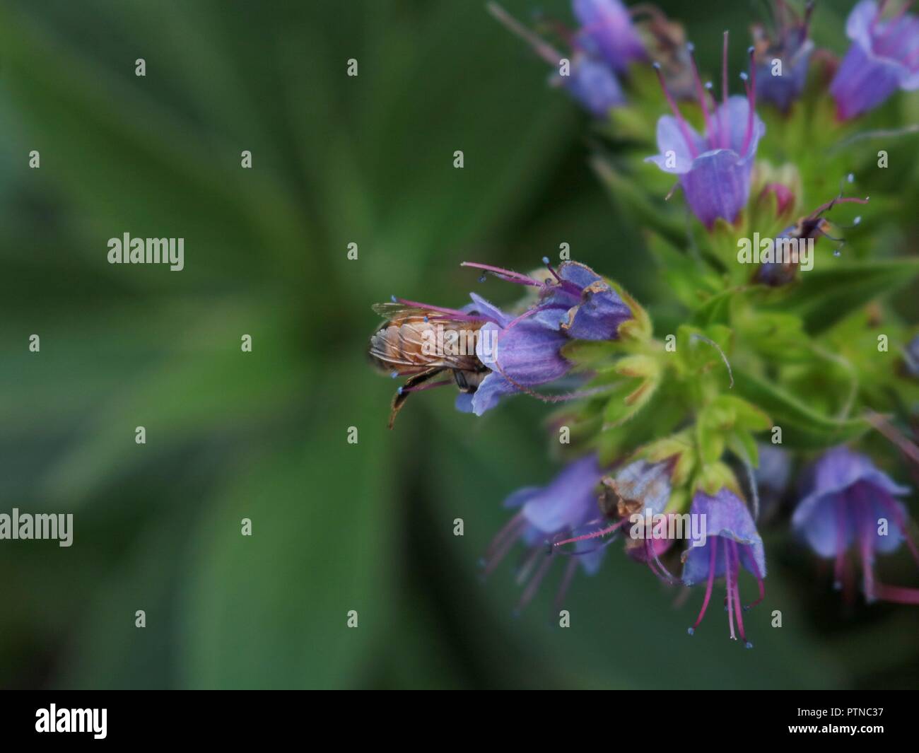 Bee falling into flower Stock Photo - Alamy
