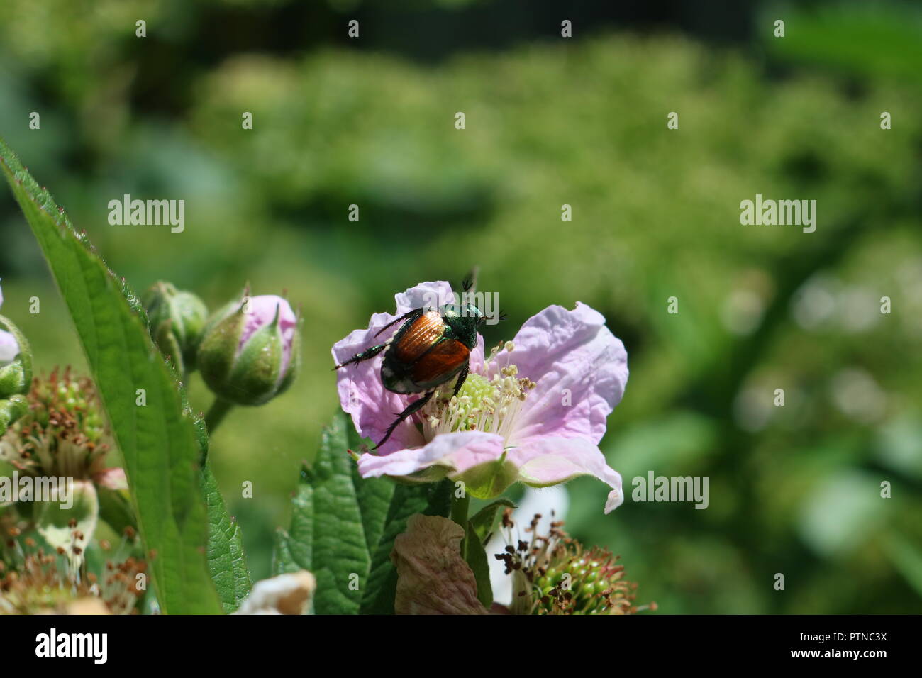 June bug jumping Stock Photo - Alamy
