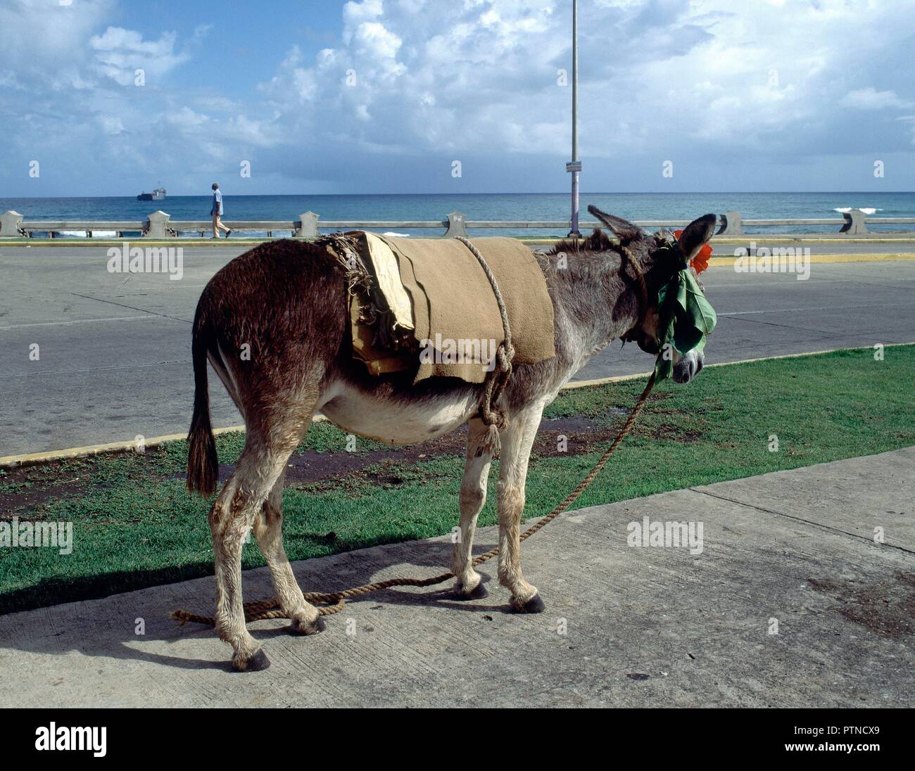 BURRO ADORNADO CON FLORES Y HOJAS. Location: EXTERIOR. DOMINICAN ...
