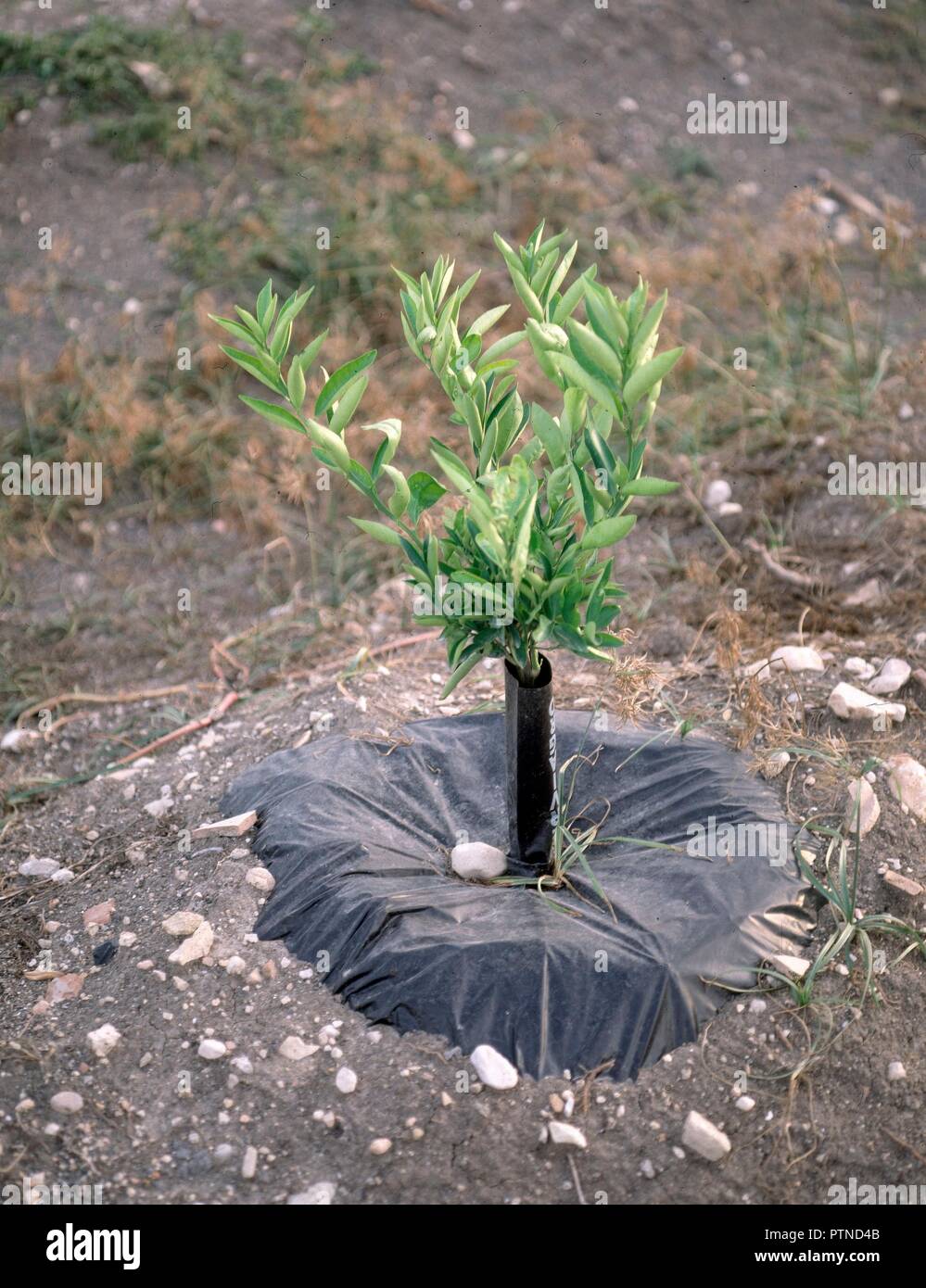 Naranjo orange tree hi-res stock photography and images - Alamy