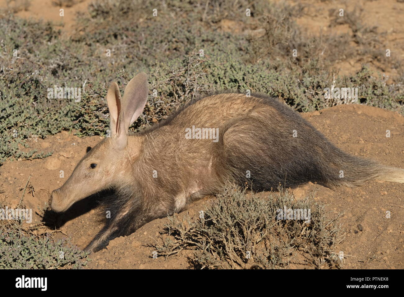 Antbear hi-res stock photography and images - Alamy