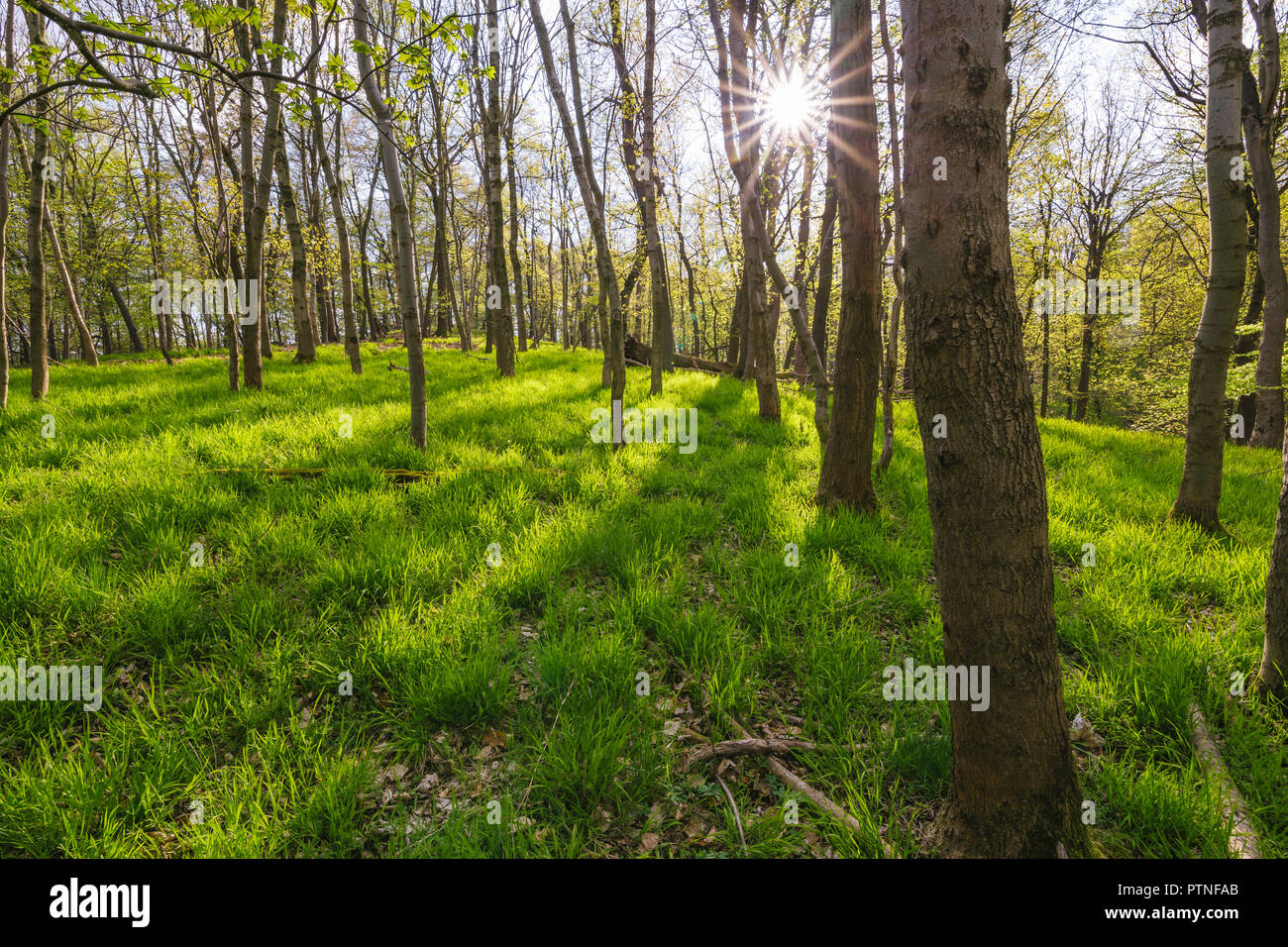 Spring awakening hi-res stock photography and images - Alamy