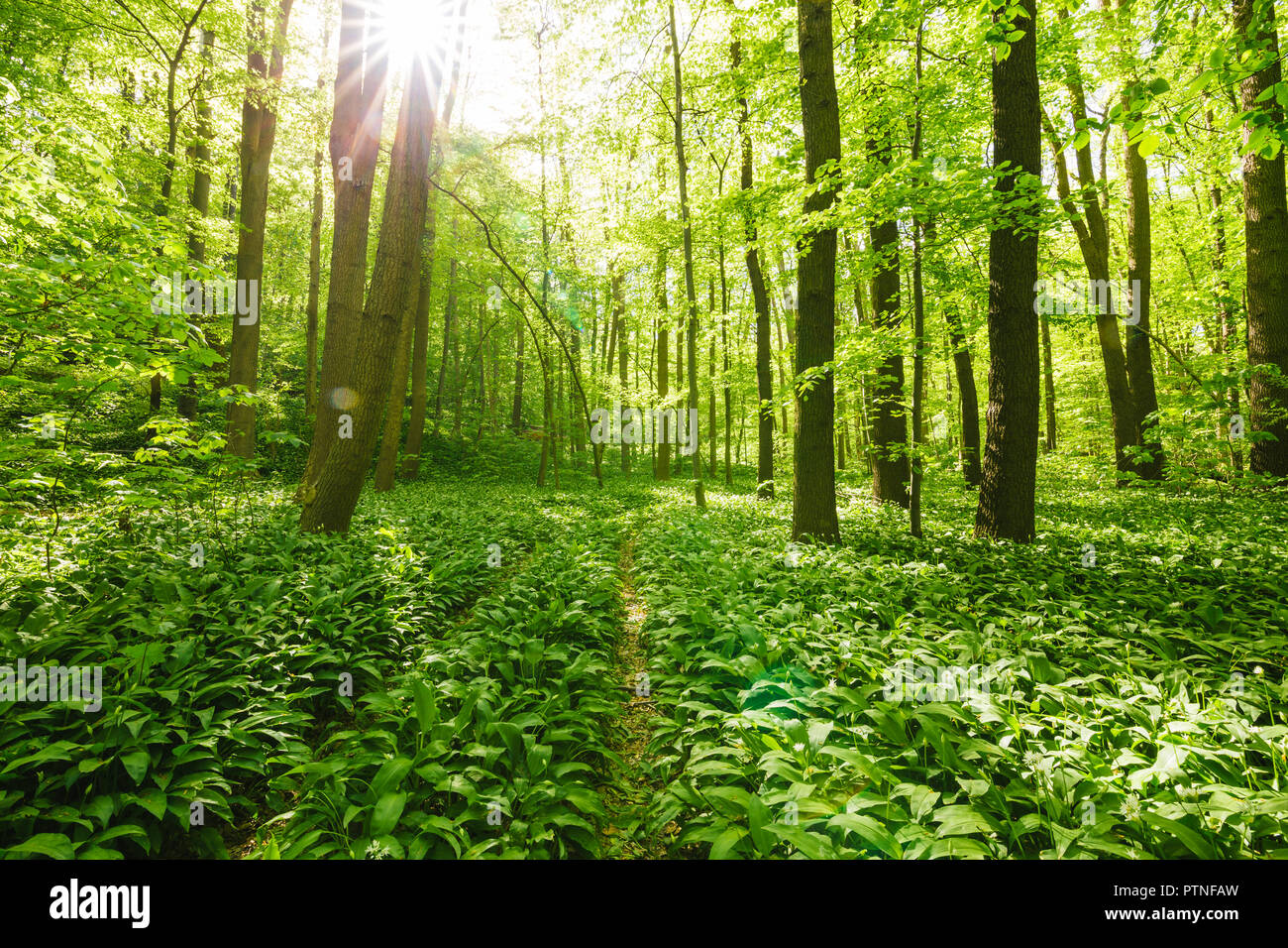 Garlic tree hi-res stock photography and images - Alamy