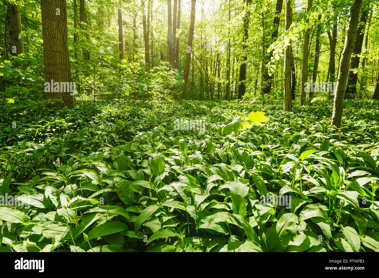 Sunlight on forest floor hi-res stock photography and images - Alamy