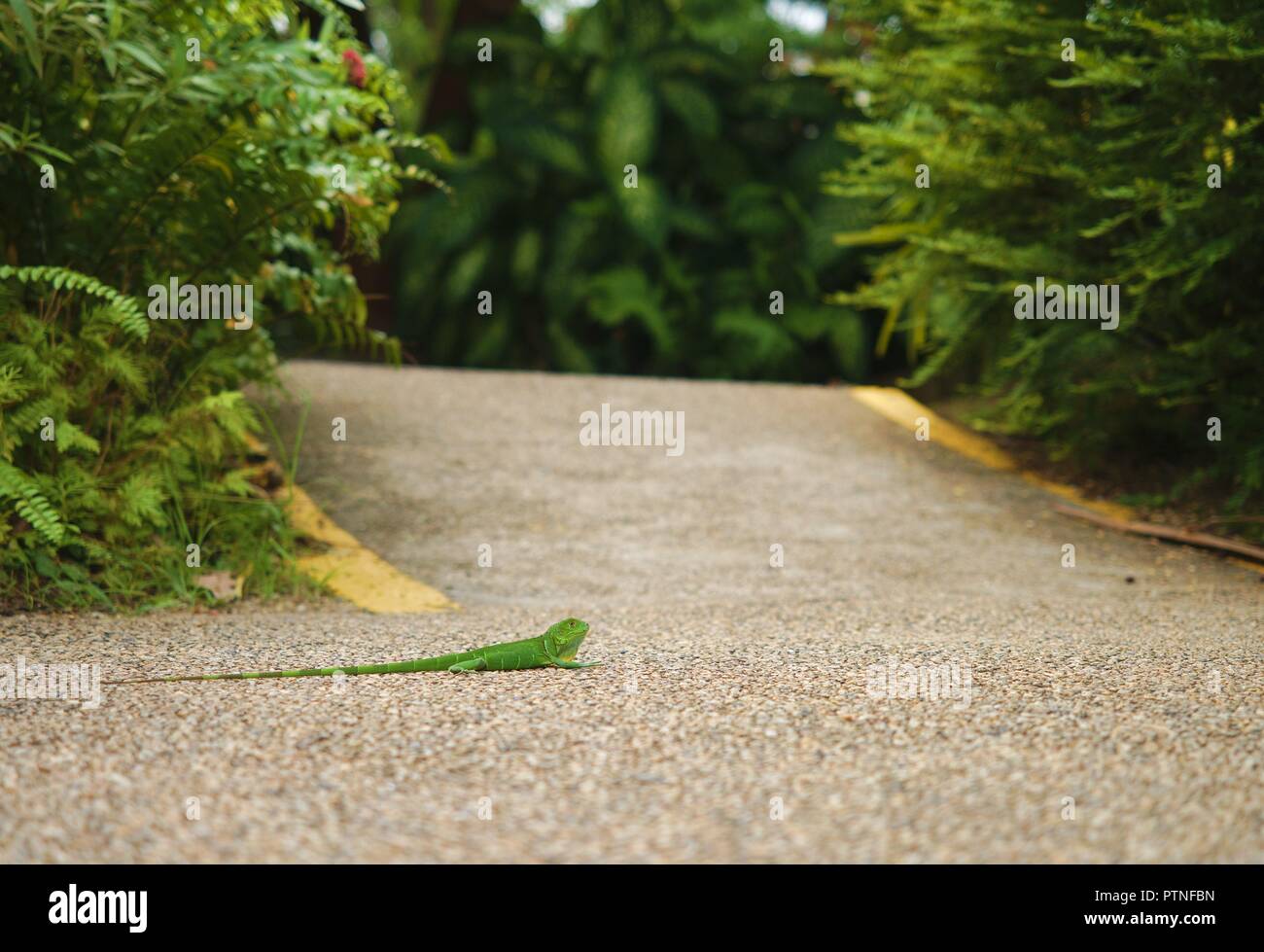City lizard hi-res stock photography and images - Alamy