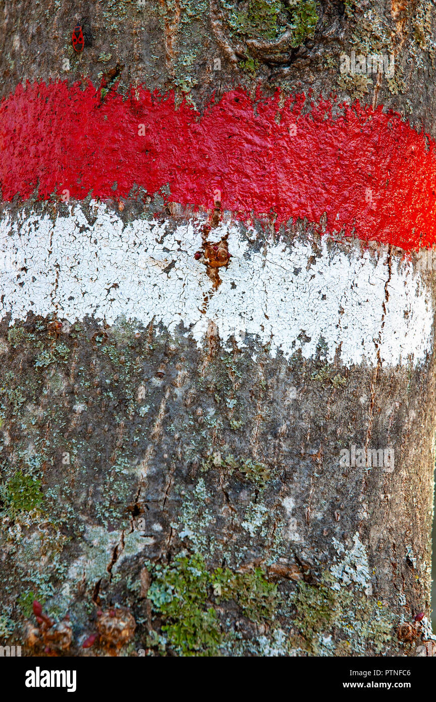 Red and white sign on a tree trunk used to mark paths in the forest ...