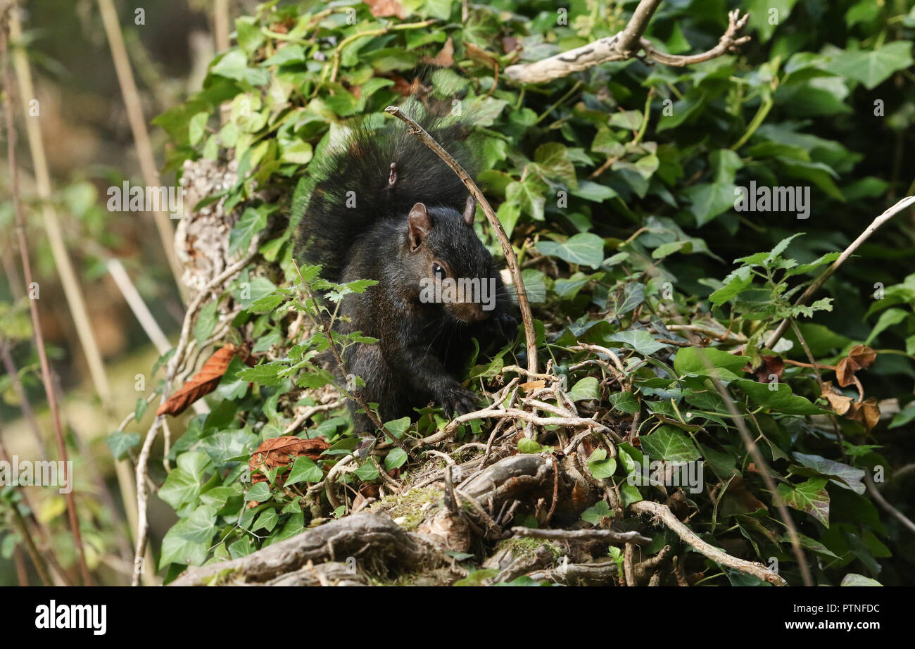 A rare cute Black Squirrel (Scirius carolinensis) sitting on a log ...