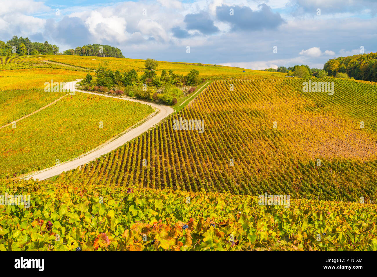 Landreville (north-eastern France). Landscape of the Champagne wine ...