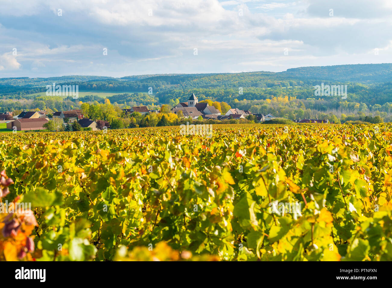 Landreville (north-eastern France). Landscape of the Champagne wine ...