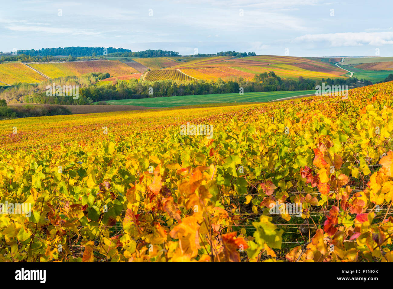 Fontette (north-eastern France). Landscape of the Champagne wine region ...