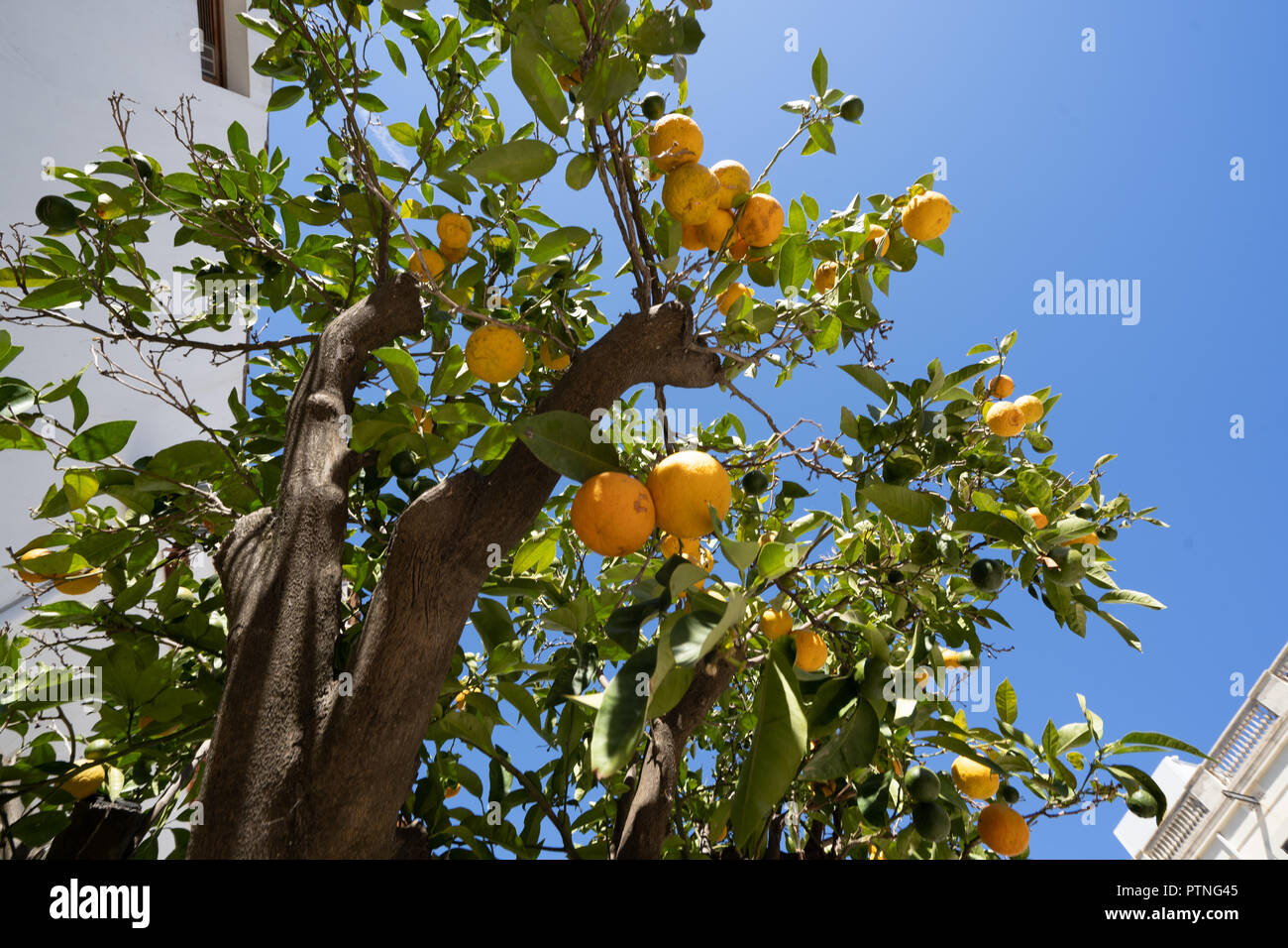 Photography of an Orange Tree Stock Photo - Alamy