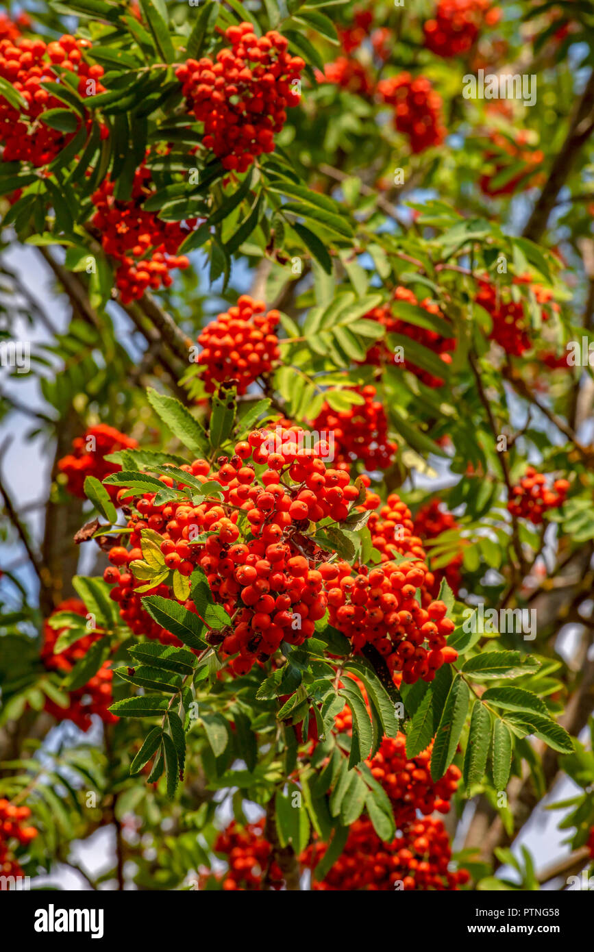 Rowan bunches hi-res stock photography and images - Alamy