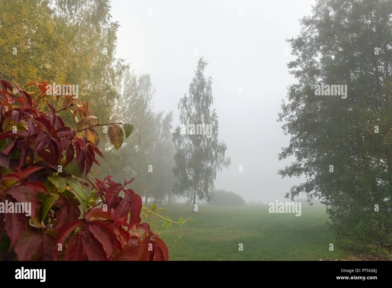 Bright fall landscape misty forest hi-res stock photography and images ...