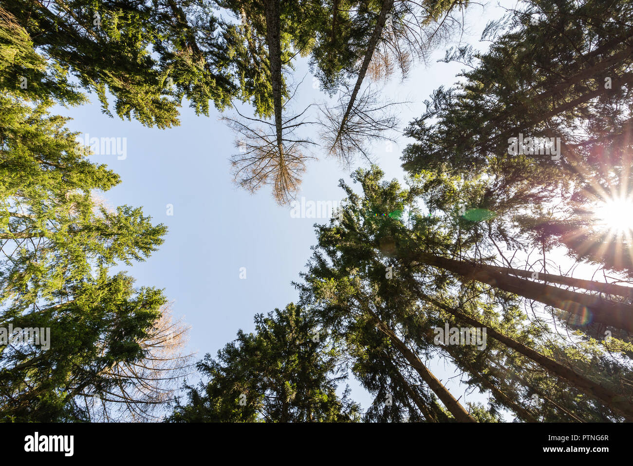 Soar into the sky hi-res stock photography and images - Alamy