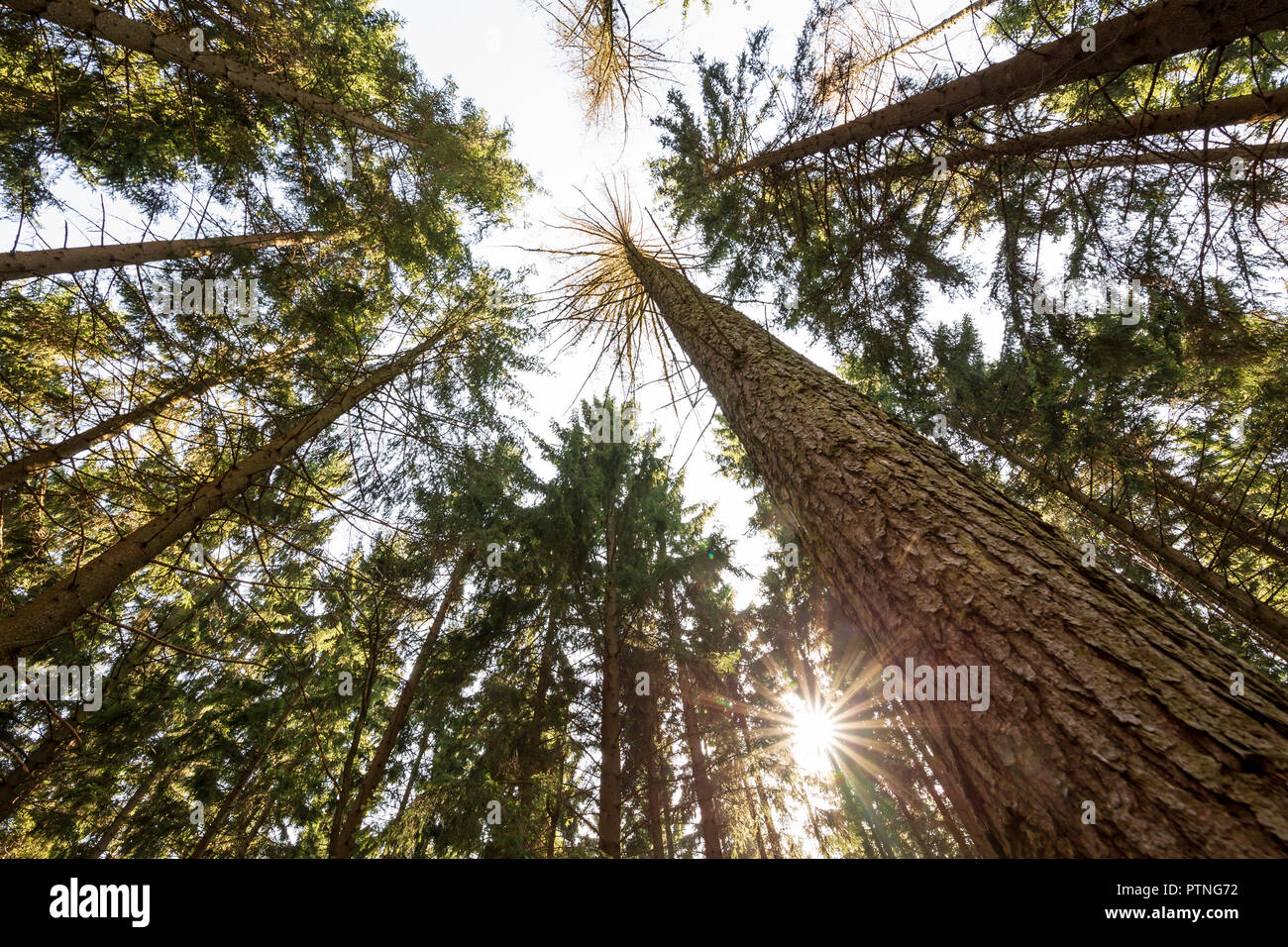Gigantic treetops with sunshine and blue sky Stock Photo - Alamy