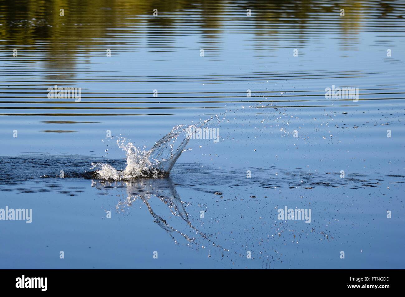 Splash on still lake hi-res stock photography and images - Alamy
