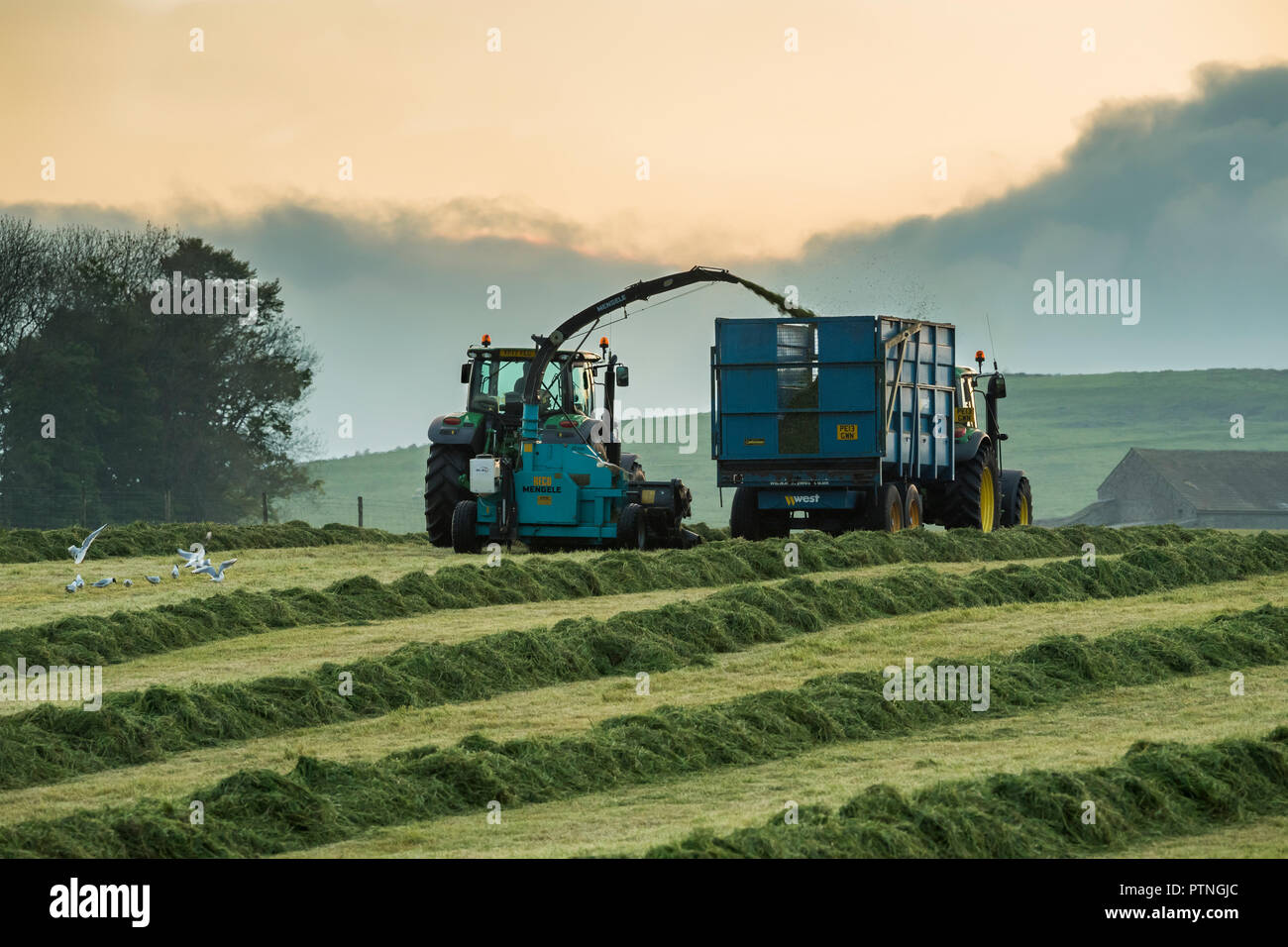 Reco mengele trailed forage harvester hi-res stock photography and ...