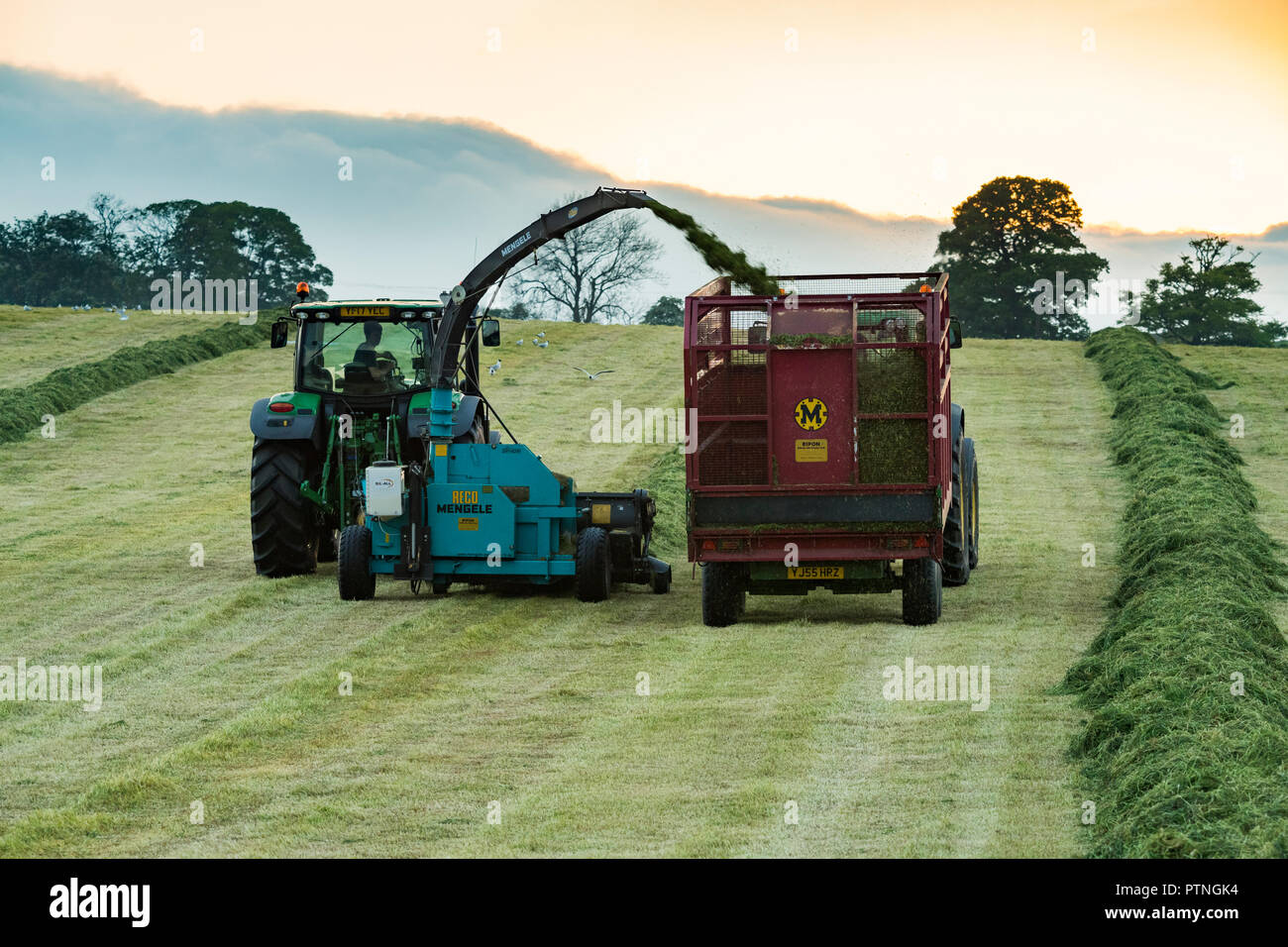 Working together in farm field, 1 tractor towing forage harvester & 1 ...