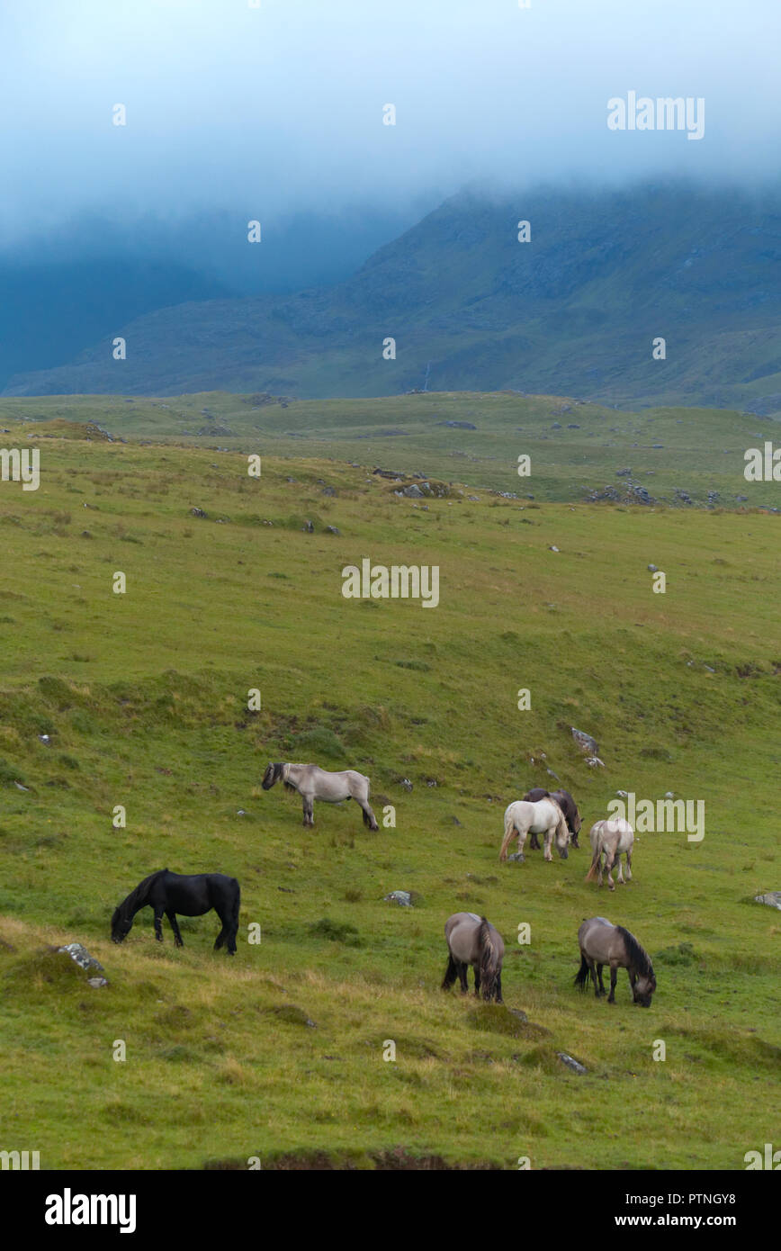 Wild native ponies on Island of Rum, Inner Hebrides Stock Photo - Alamy