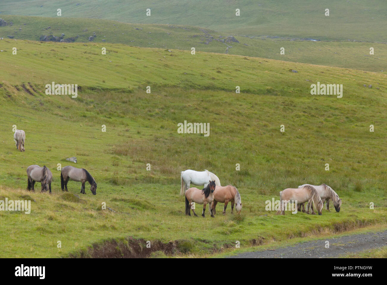 Wild native ponies on Island of Rum, Inner Hebrides Stock Photo - Alamy