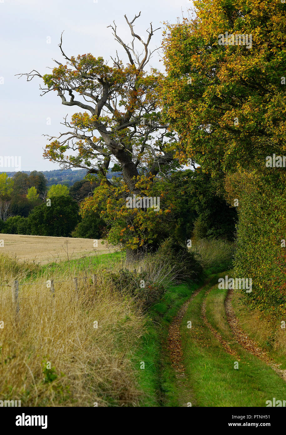 Uk farm lane hi-res stock photography and images - Alamy