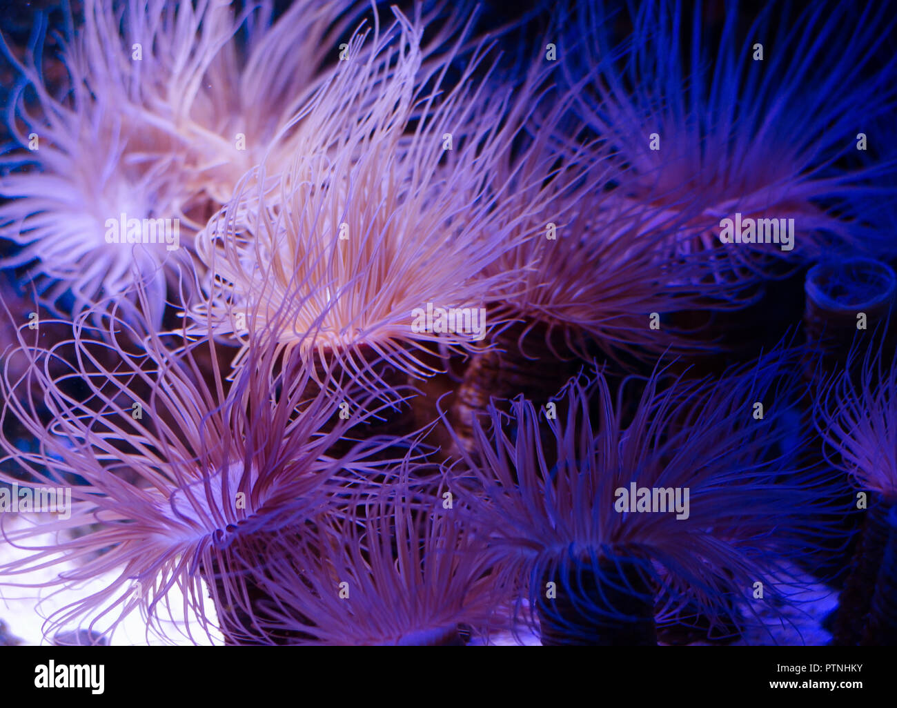 Sea anemone in a dark blue water of aquarium. Marine life background ...