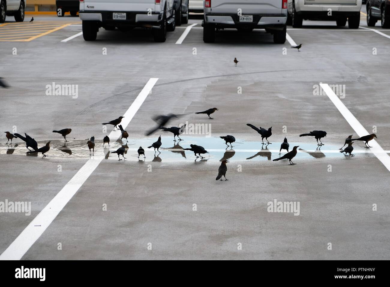 Common grackles (Quiscalus quiscula) in a puddle of water in a parking ...