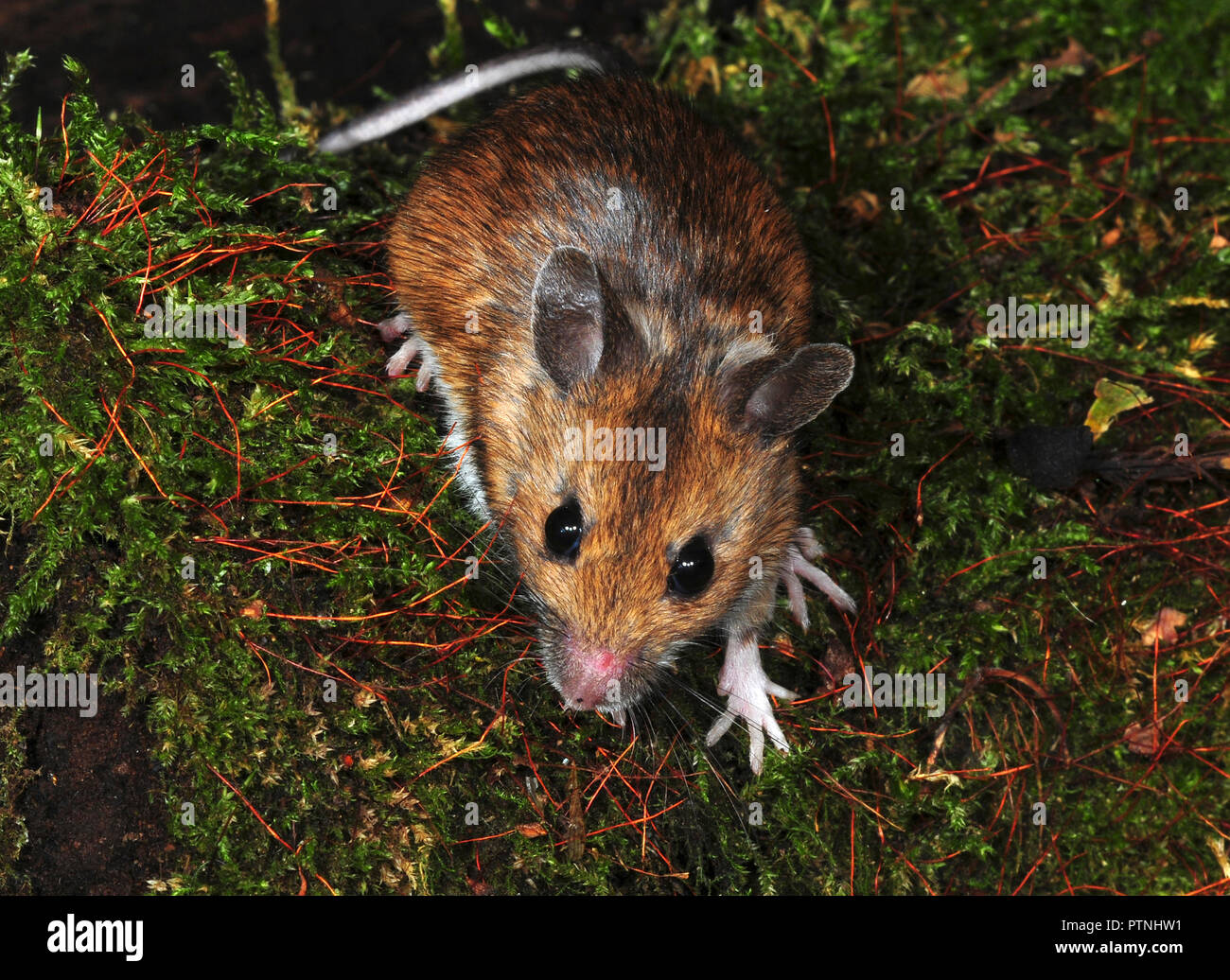 wood mouse apodemus sylvaticus Stock Photo - Alamy
