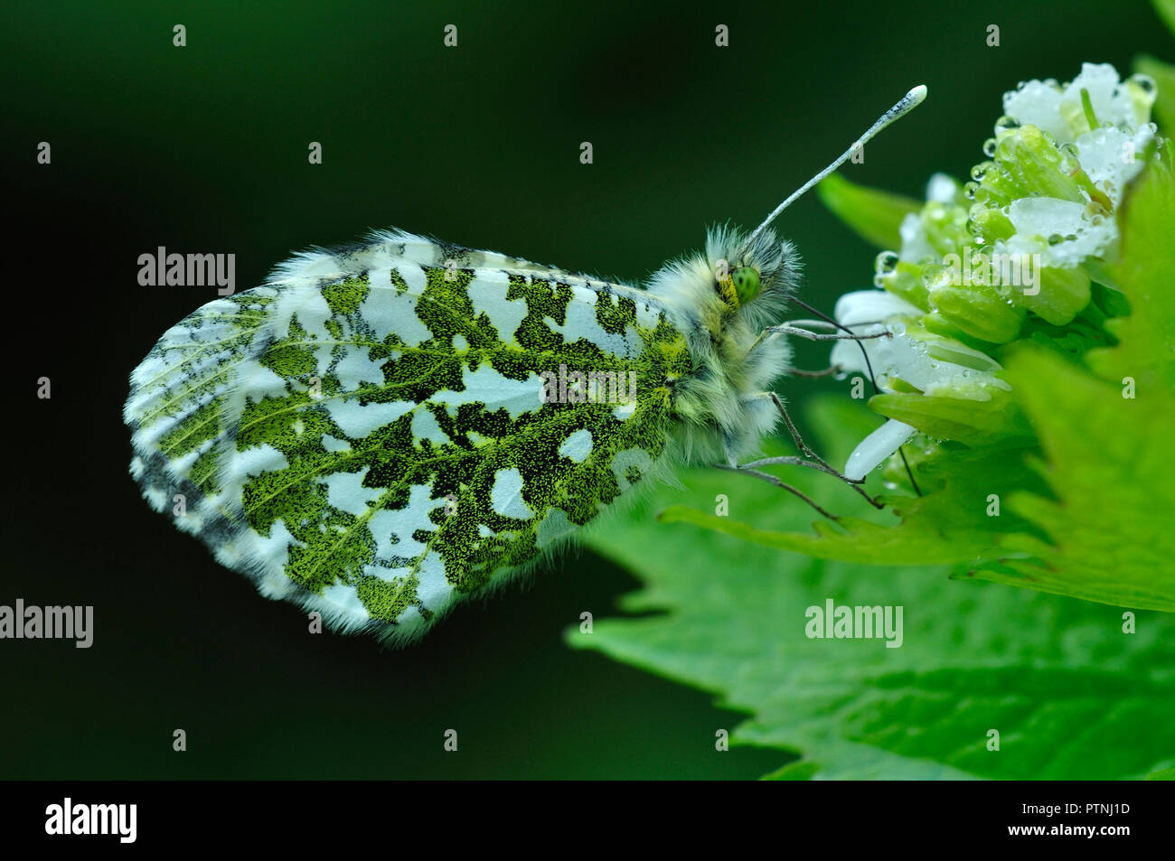 Winged tips hi-res stock photography and images - Alamy