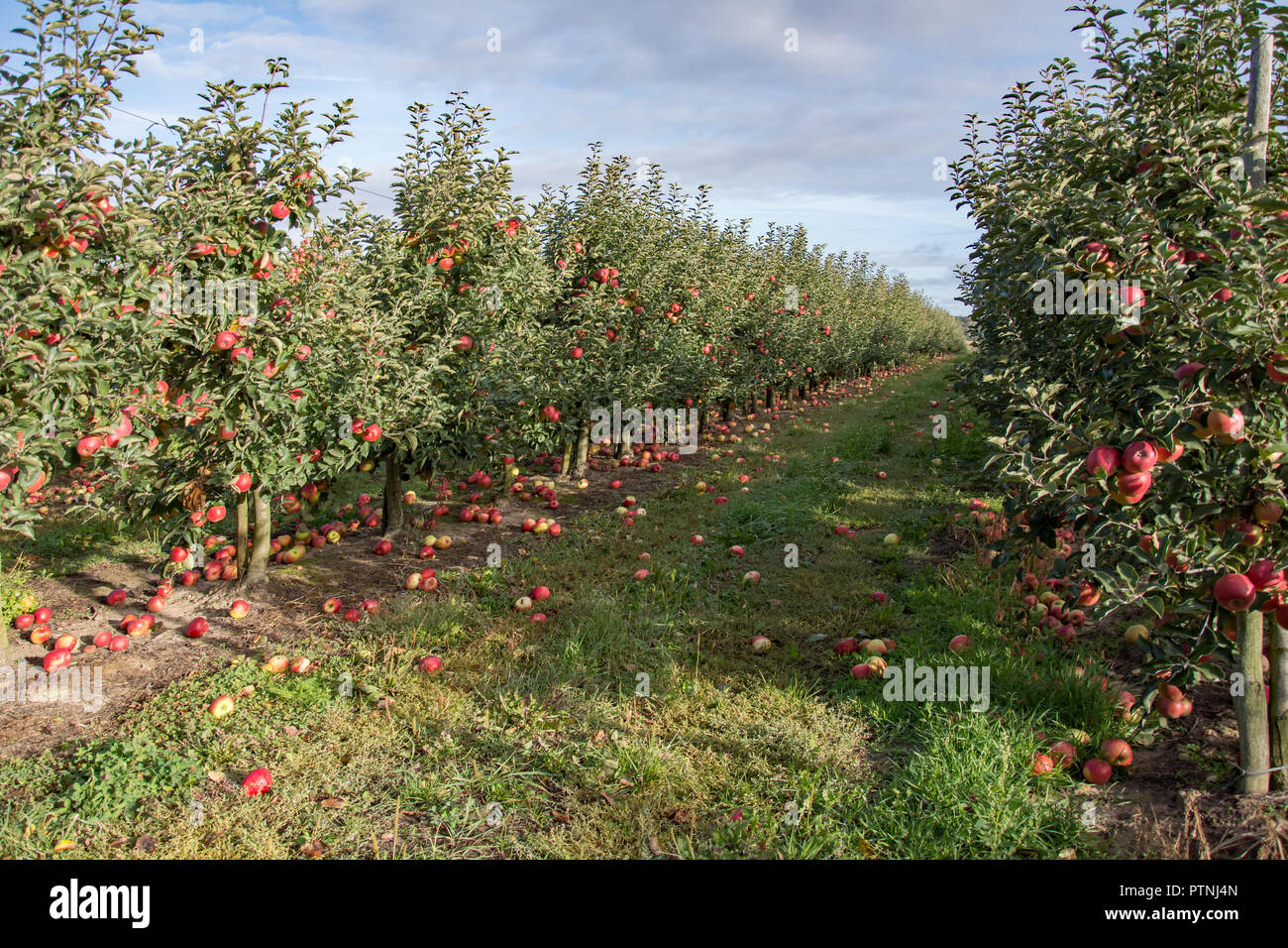 Rows of apple trees with ripe red and yellow apples in an orchard ...